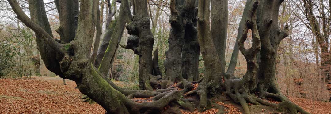 About the Forest - Epping Forest Heritage Trust