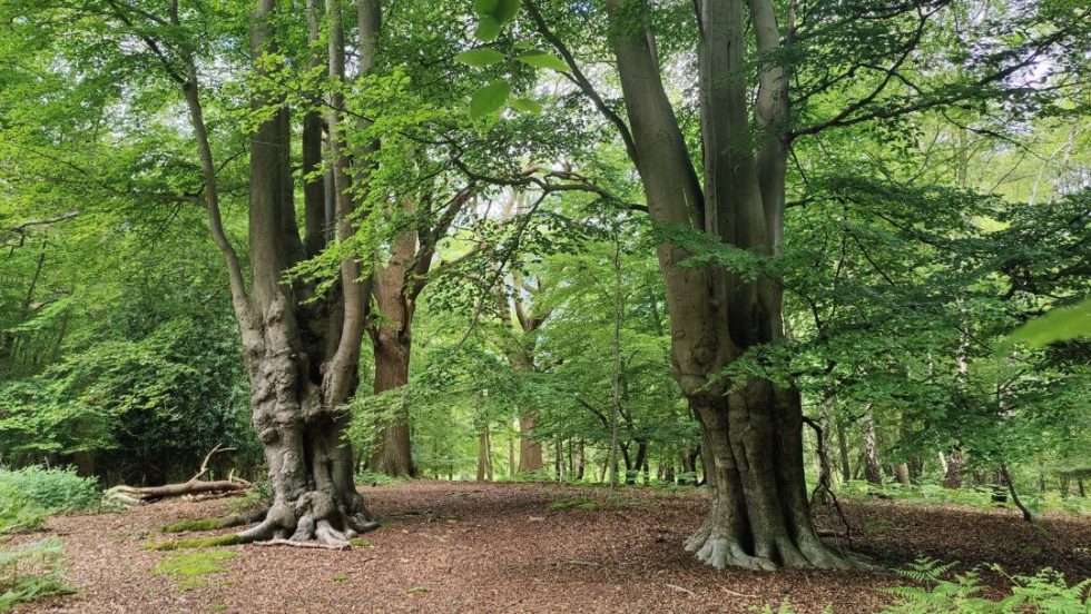 Renewables done right - Protecting Epping Forest - Epping Forest ...